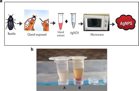 A Diagrammatic Representation Of Agnps Synthesis From The Defensive Download Scientific