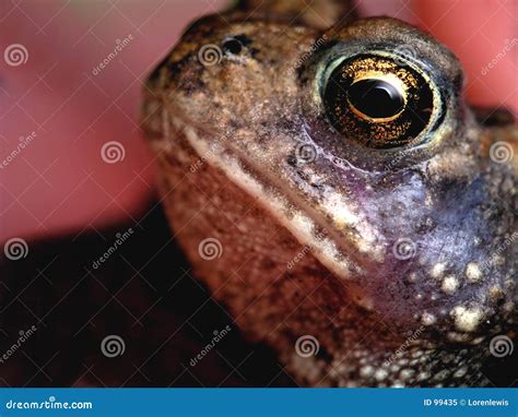 Eye Of The Toad Stock Image Image Of Croak Close Frog 99435