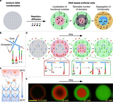 Reaction Diffusion Patterning Of Dna Based Artificial Cells Journal