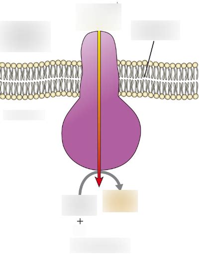 Atp Synthase Diagram Quizlet