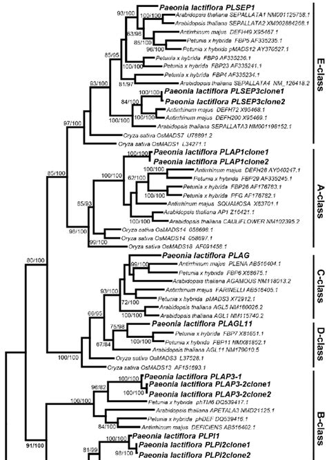 Phylogenetic Relationships Of Mads Box Homologous Genes The Maximum Download Scientific