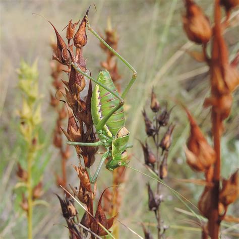 Anuario EntomolÓgico Insectos De Julio Por El Parque Regional El