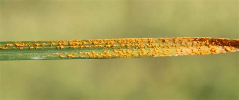 Lawn Rust What Is This Turf Disease And How Do You Deal With It Sharp Lawn Care Lawn Rust What Is This Turf Disease And How Do You Deal With It Sharp Lawn Care