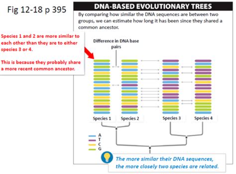 Bio 101 Exam 5 Evolution Flashcards Quizlet