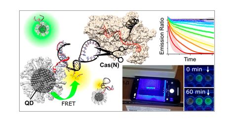 Quantum Dot Based Molecular Beacons For Quantitative Detection Of
