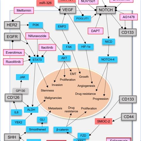 Endometrial Cancer Stem Cells Related Signaling Pathways Request Pdf