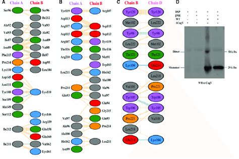 Interactions At The Dimer Interface Of Virb8 Homologs And Formation Of