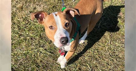 Nemo Aspca