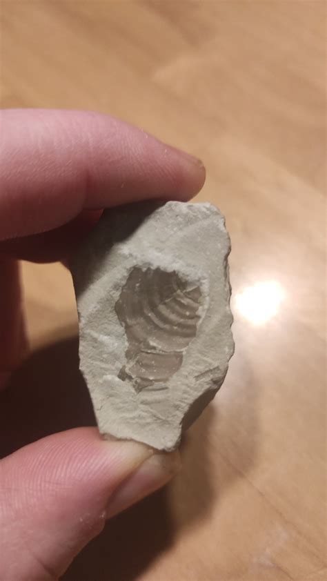 Unknown Fossil R Fossilhunting