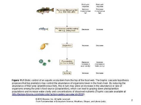 Chapter 11 Controls On Ecosystem Structure And Function