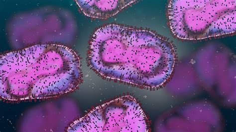 Smallpox Virus