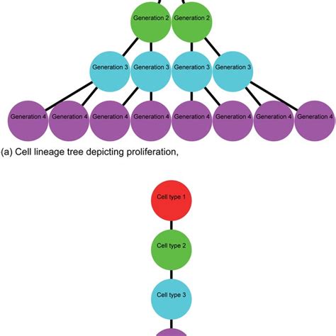 Schematic Illustration Of Two Different Lineage Trees A Lineage Tree
