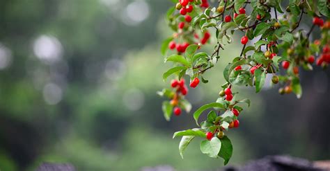거친 결실기 경기도 경치 계절 고양시 고요한 과일 관목 관상용 식물 구미 나무 나뭇잎 농업 다년생 식물 대한민국 러스틱 레드베리 매달린
