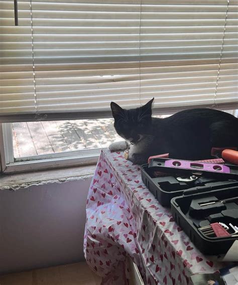 Neighbor Sends A Letter To A Homeowner Asking Her Not To Let Her Cats Sit By The Window YourTango