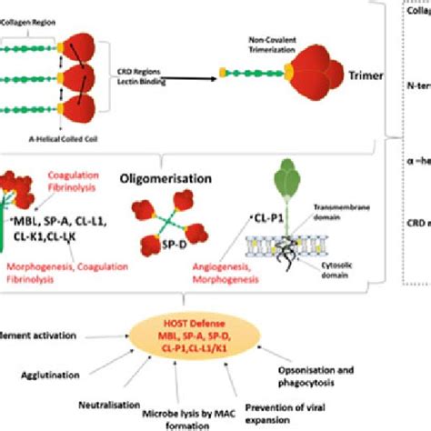 4 Anti Viral Activity Of Mannose Binding Lectin Mbl Mbl Binds To