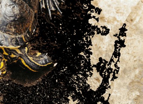 Where Is Paint Bucket Tool In Photoshop And How To Use It