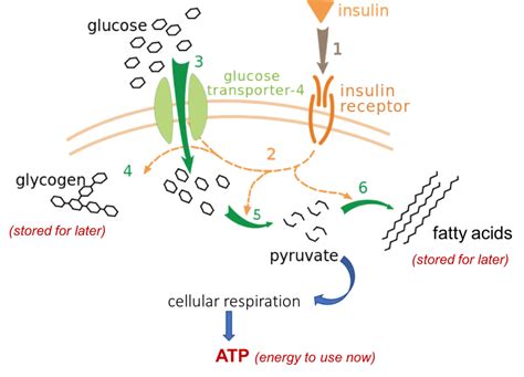 10 Facilitated Diffusion Examples In Real Life The Boffins Portal