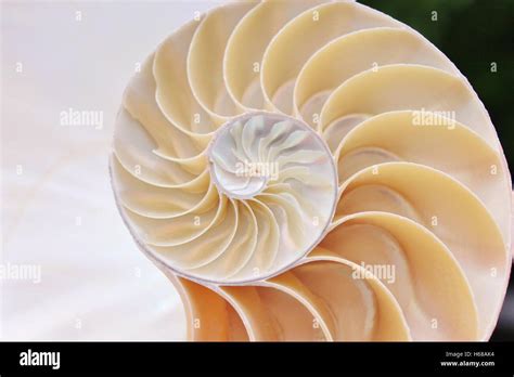 Fibonacci Nautilus Shell Symmetry Cross Section Spiral Structure Growth