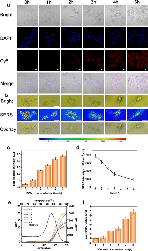 A Fluorescence Imaging And B Sers Imaging Of Intracellular Bax Mrna