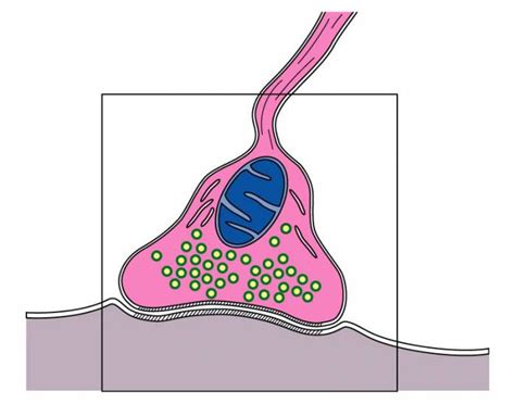 The Structure Of A Cholinergic Synapse Quiz