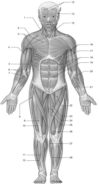 A P Lecture Exam 2 Diagram Quizlet