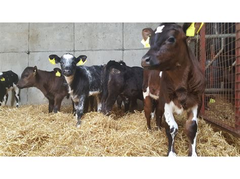 Calf Chat Calf Chat