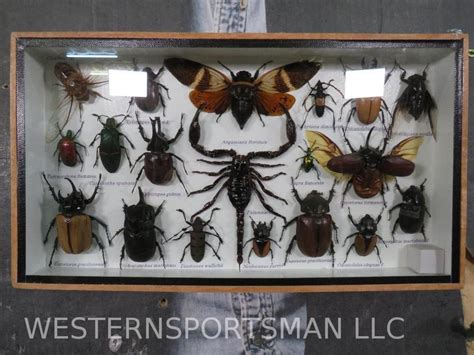 bug display