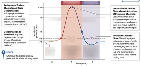 Membrane Potential Graph Diagram Quizlet