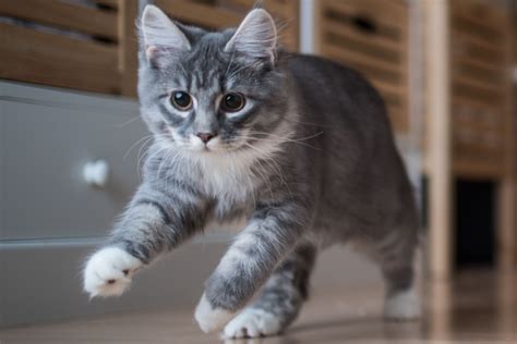 Kitten Growth Chart Newborn To Adult Cat Week By Week