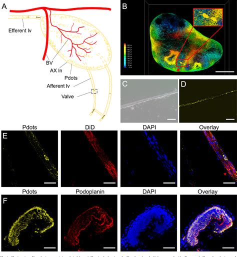Figure 1 From Imaging Of Fluorescent Polymer Dots In Relation To