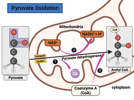 Analyzing The Movement Of Pyruvate Through Pyruvate Oxidation Practice