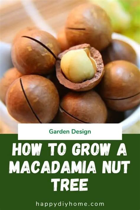 How To Grow A Macadamia Nut Tree Happy Diy Home