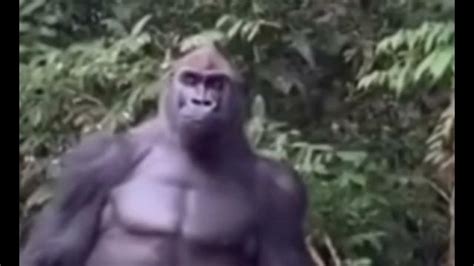 НАКАЧАННАЯ ГОРИЛЛА ПОКАЗЫВАЕТ СИЛУ Youtube
