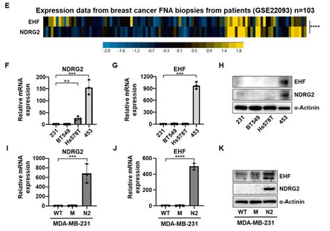 The Positive Correlation Between Ndrg2 And Ehf Expression Levels Ab