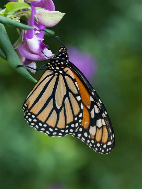 Danaus Plexippus 곤충 곤충 사진 곤충학 꽃 꽃송이 꽃 꽃이 피는 꽃잎 꿀 나비 나비 날개 낮
