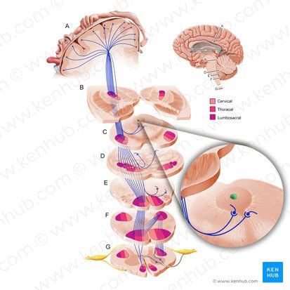 Cerebral Aqueduct Anatomy And Function Kenhub