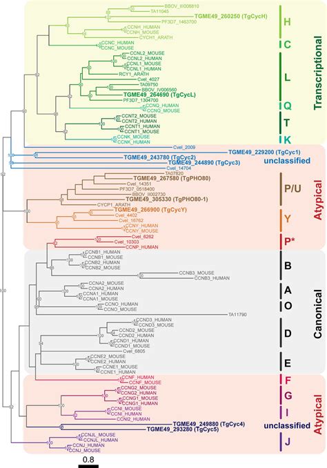 Phylogenetic Analysis Of Apicomplexan Cyclins Phylogenetic Tree Based