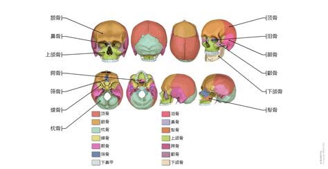 颅骨 图解 正常解剖 E Anatomy