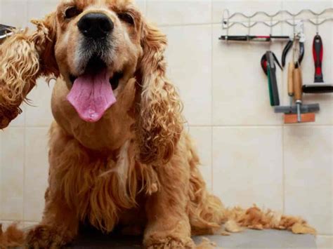 Shaving Your Cocker Spaniel Is It Ever Ok Paws And Learn