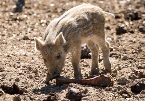 Zoo Porn Pig Girl Telegraph