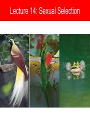 SexualSelectionV Pdf Lecture Sexual Selection Goals Sexual Selection Intra Sexual