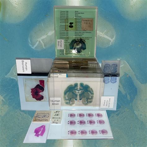 Microscope Slides Etsy