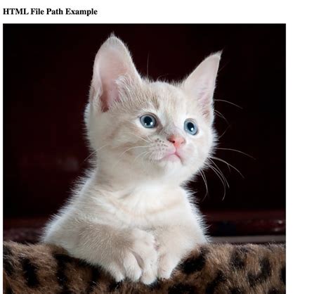 Understanding Html File Paths And How To Use Them