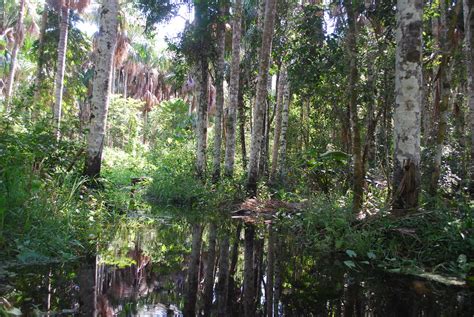 Swamp In Amazon Rainforest Ivan Mlinaric Flickr