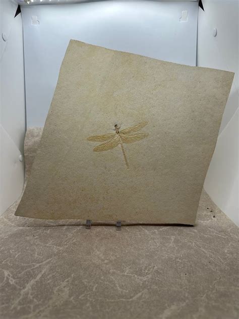 Fossil Dragonfly From Solnhofen