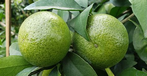 Strong Opponent Of Red Spider Propargite Heben