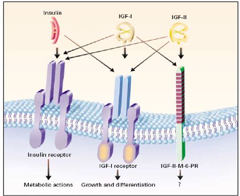 1 Binding Of Circulating Igfs To Target Cells Three Binding Sites For Download Scientific