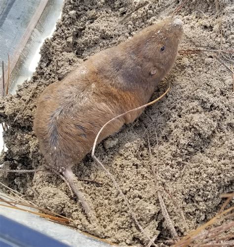 Geomys Pinetis Southeastern Pocket Gopher Wildlife Of The American Geomys Pinetis Southeastern Pocket Gopher Wildlife Of The American