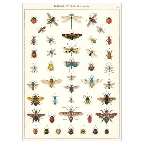 Insects And Bugs Chart