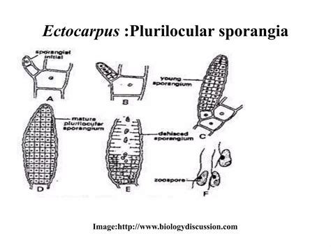 General Characters Of Phaeophyceae And Life Cycle Of Sargassum Smg Pptx